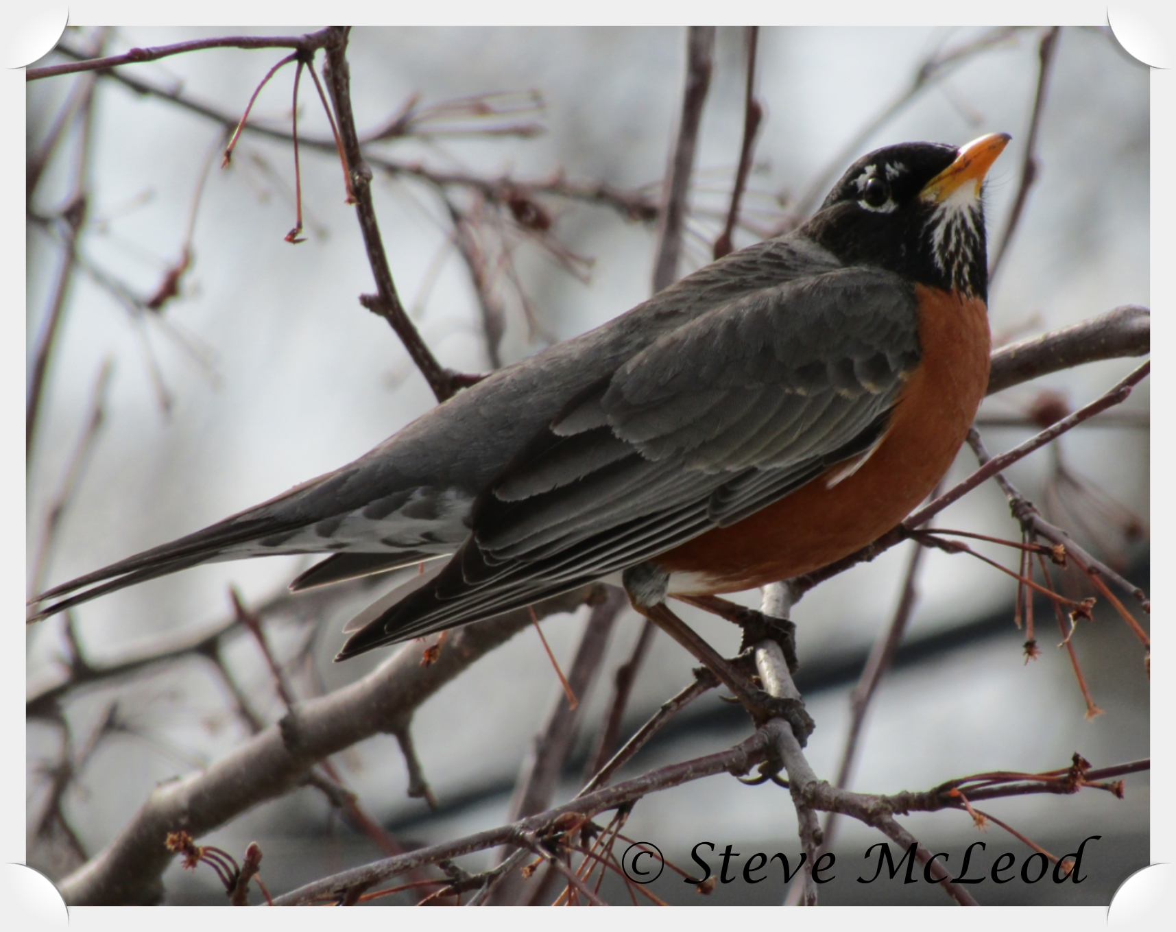 Can It Actually Happen? – Steve`s Country