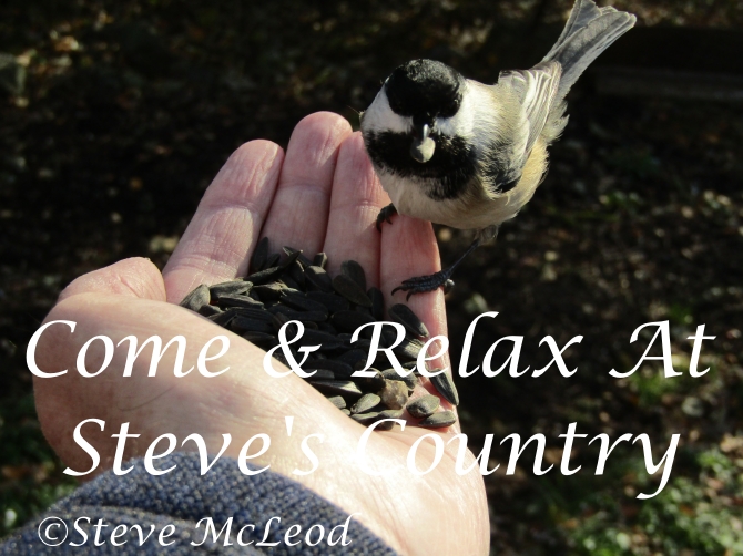Chickadees…A Poem. – Steve`s Country