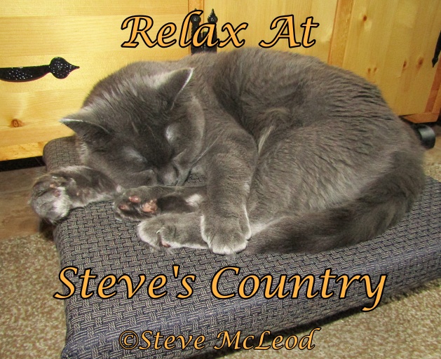 Cats And Mice…A Fun Poem. – Steve`s Country