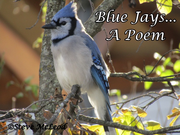 Blue Jays…A Poem. – Steve`s Country