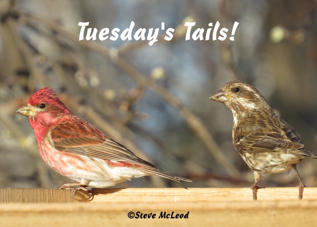 Tuesday’s Tails #2. – Steve`s Country