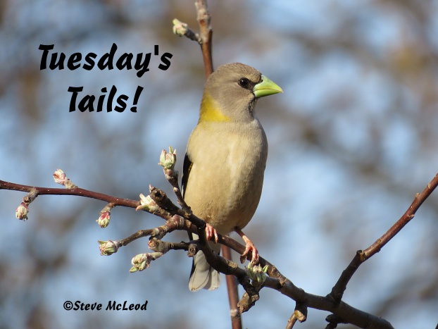 Tuesday’s Tails #4. – Steve`s Country