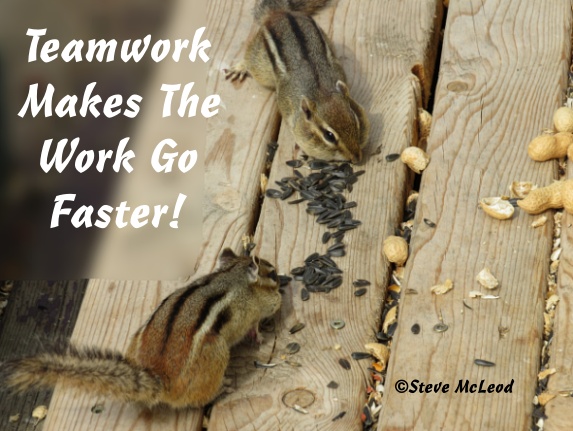 Chipmunk Quotes #15. – Steve`s Country