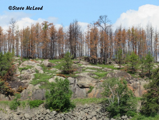 Wildfire, A Poem. – Steve`s Country