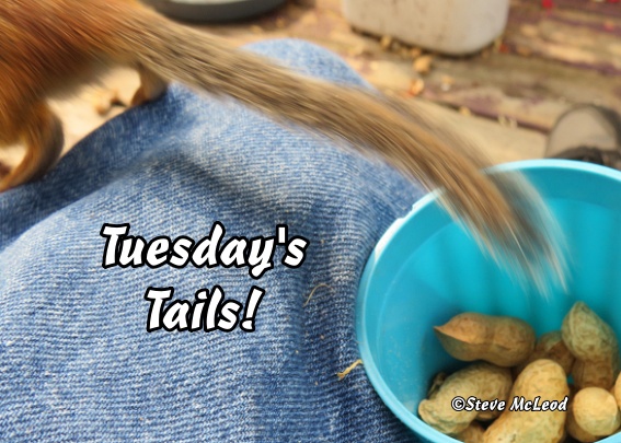Tuesday’s Tails #14. – Steve`s Country
