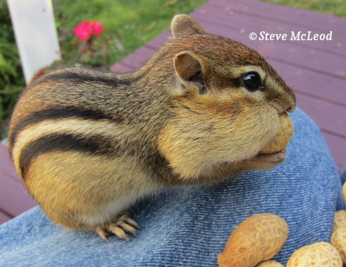 Chipmunks…A Poem. – Steve`s Country