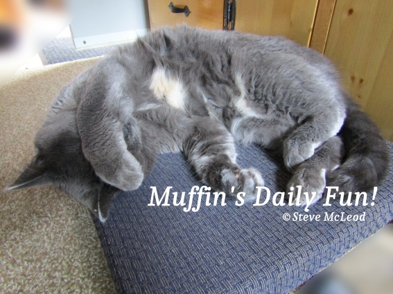 Muffin’s Daily Fun! #56 – Steve`s Country
