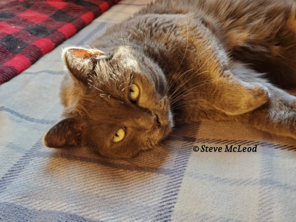 Muffin’s Daily Fun! #84 – Steve`s Country
