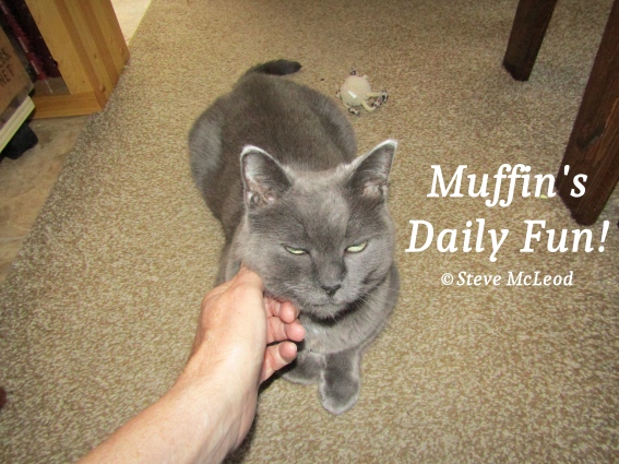 Muffin’s Daily Fun! #75 – Steve`s Country