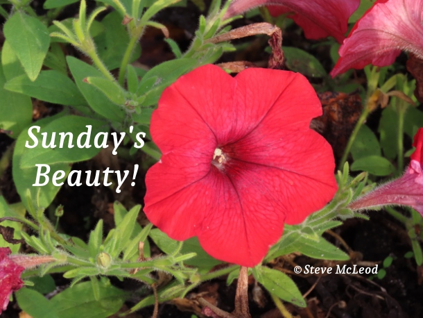 Sunday’s Beauty! #4 – Steve`s Country